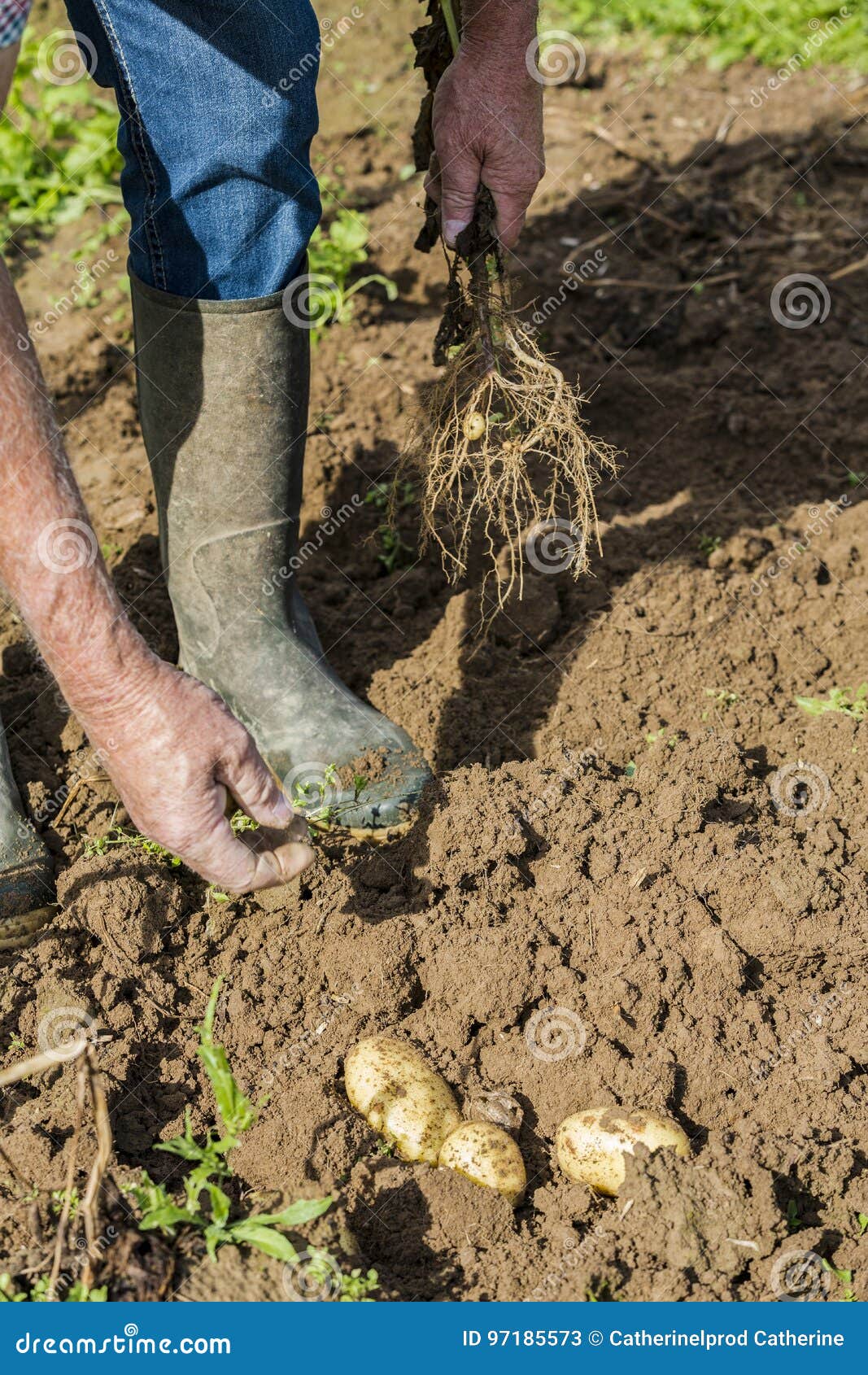 Digging Up Fresh Potatoes with Fork Shovel Outdoors Stock Image - Image ...