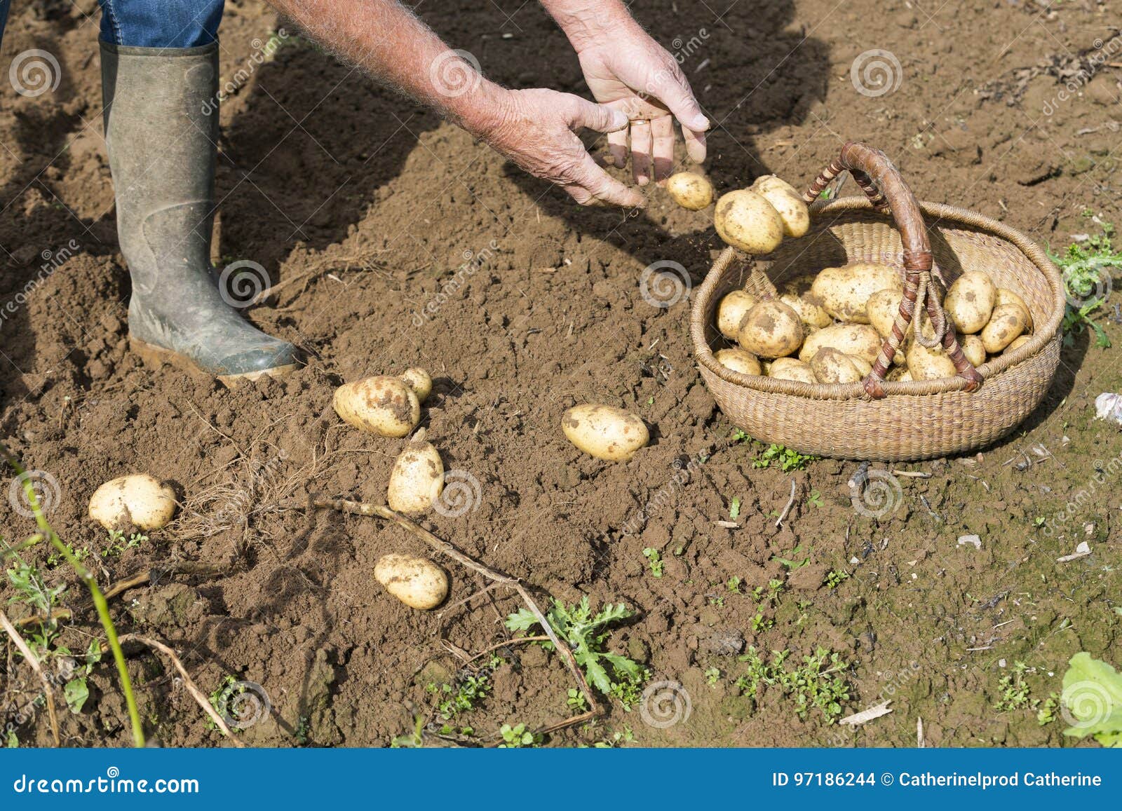 Digging Up Fresh Potatoes with Fork Shovel Outdoors Stock Photo - Image ...