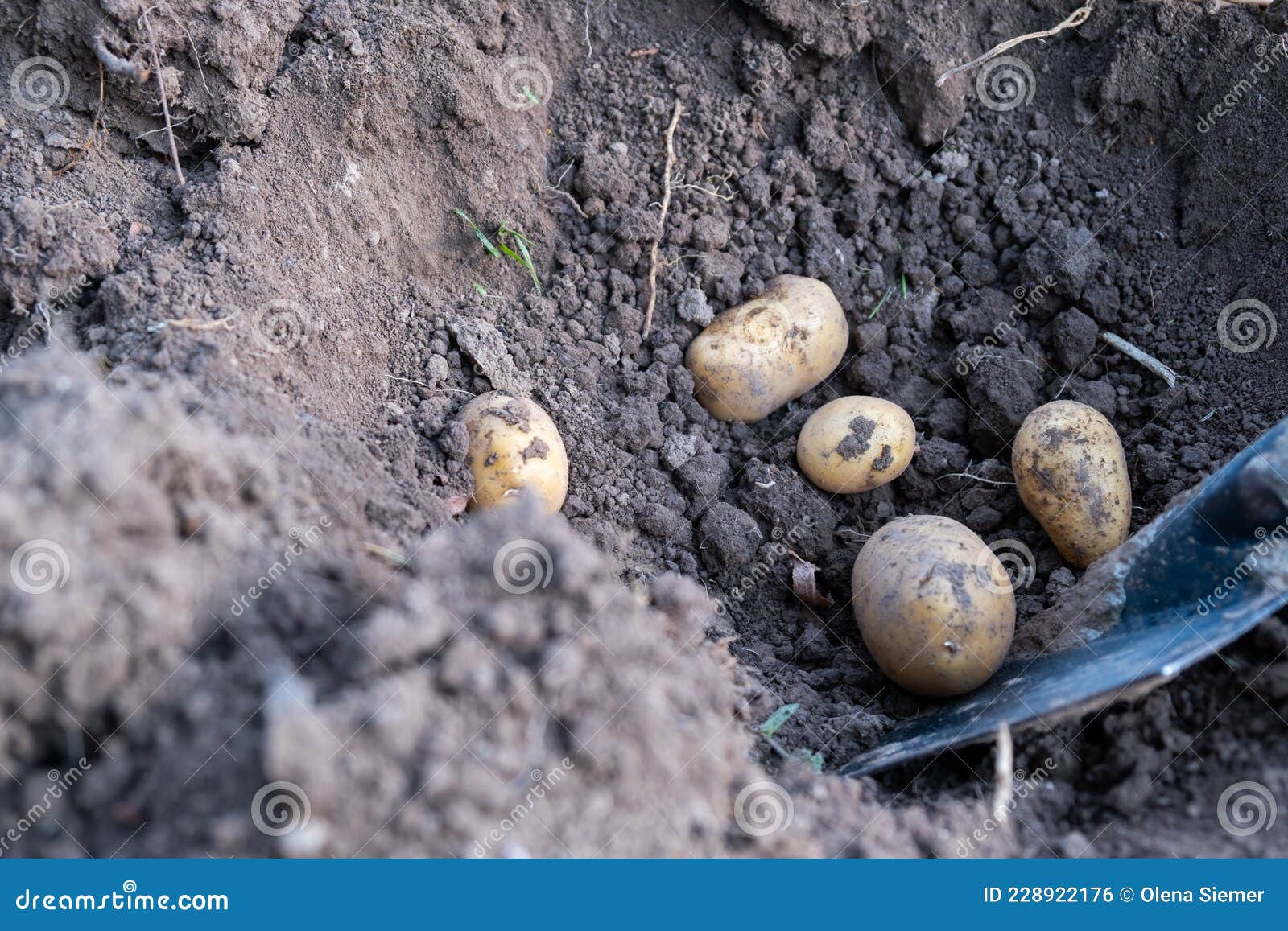 Digging Up Fresh Potatoes with Shovels Outdoors Stock Photo - Image of ...