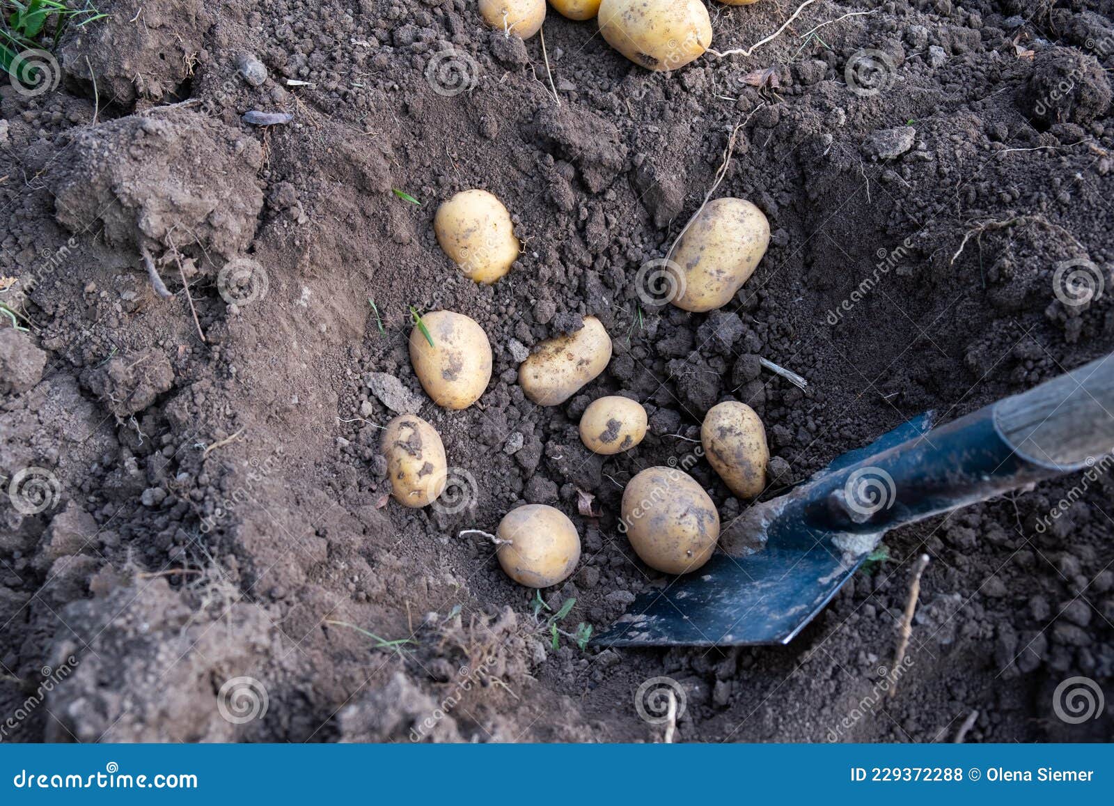 Digging Up Fresh Potatoes with Shovels Outdoors Stock Photo - Image of ...