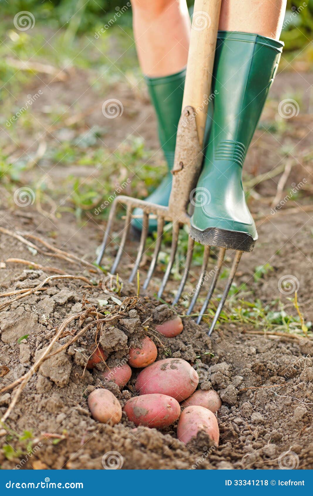 Digging up the potatoes stock photo. Image of farm, gardening - 33341218