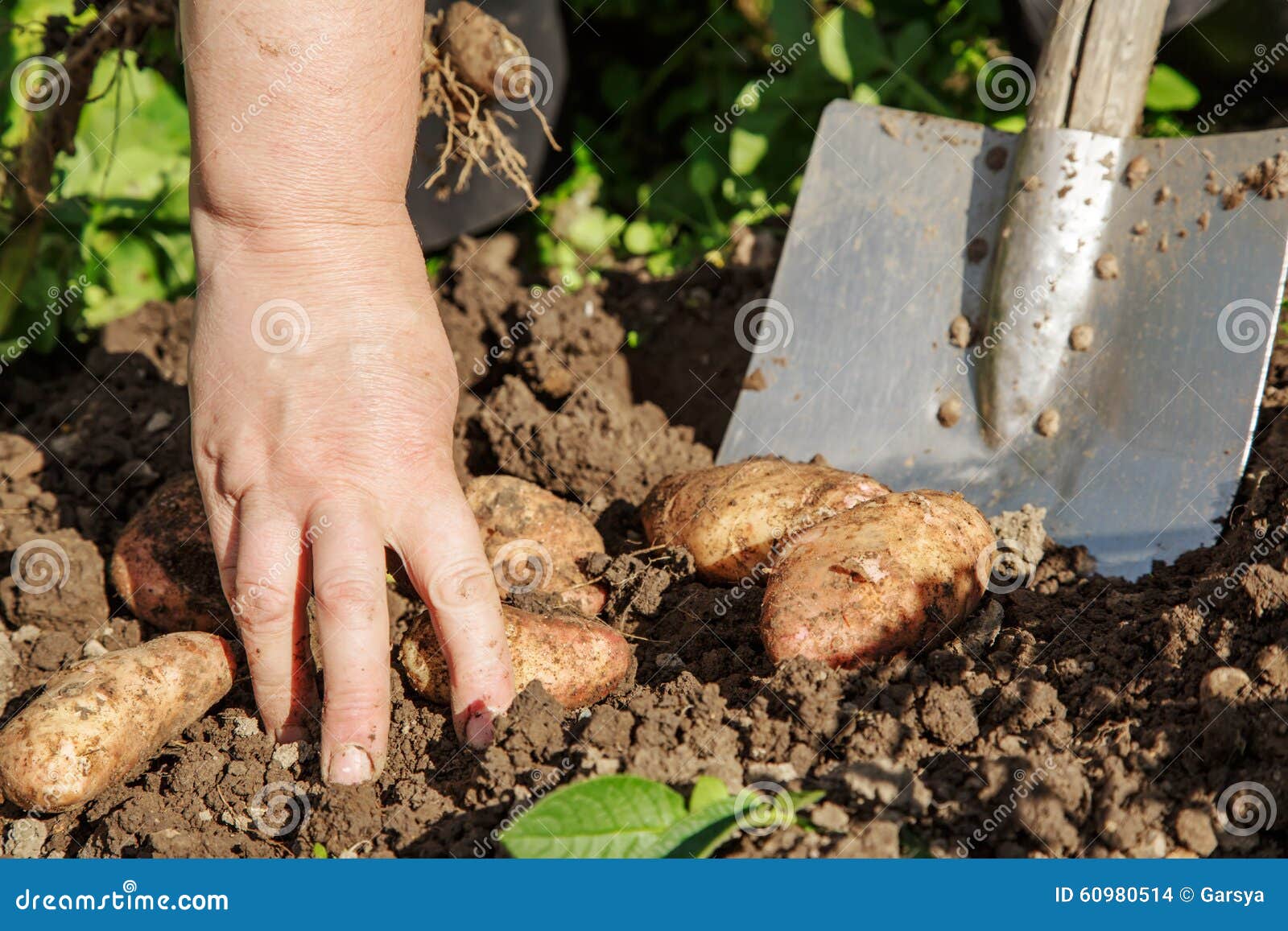 Digging up potatoes stock photo. Image of harvesting - 60980514