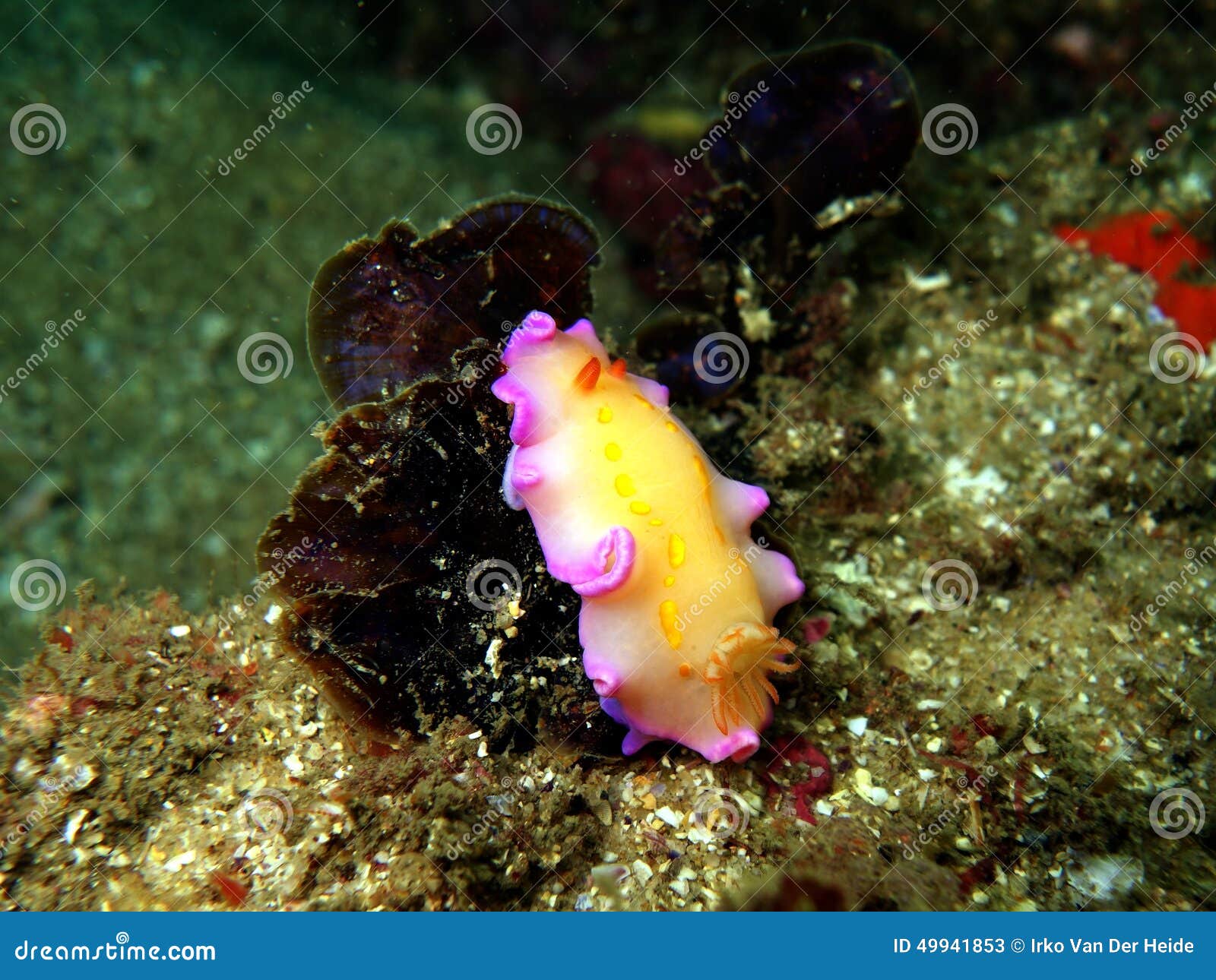 Digidentis perplexa stock image. Image of australia, pink - 49941853