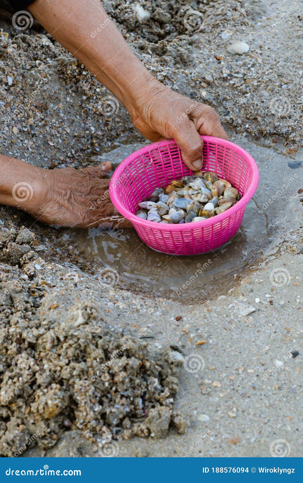 Fresh Wedge Shell or Scientific Name is Donax Vittatus from Digging in ...