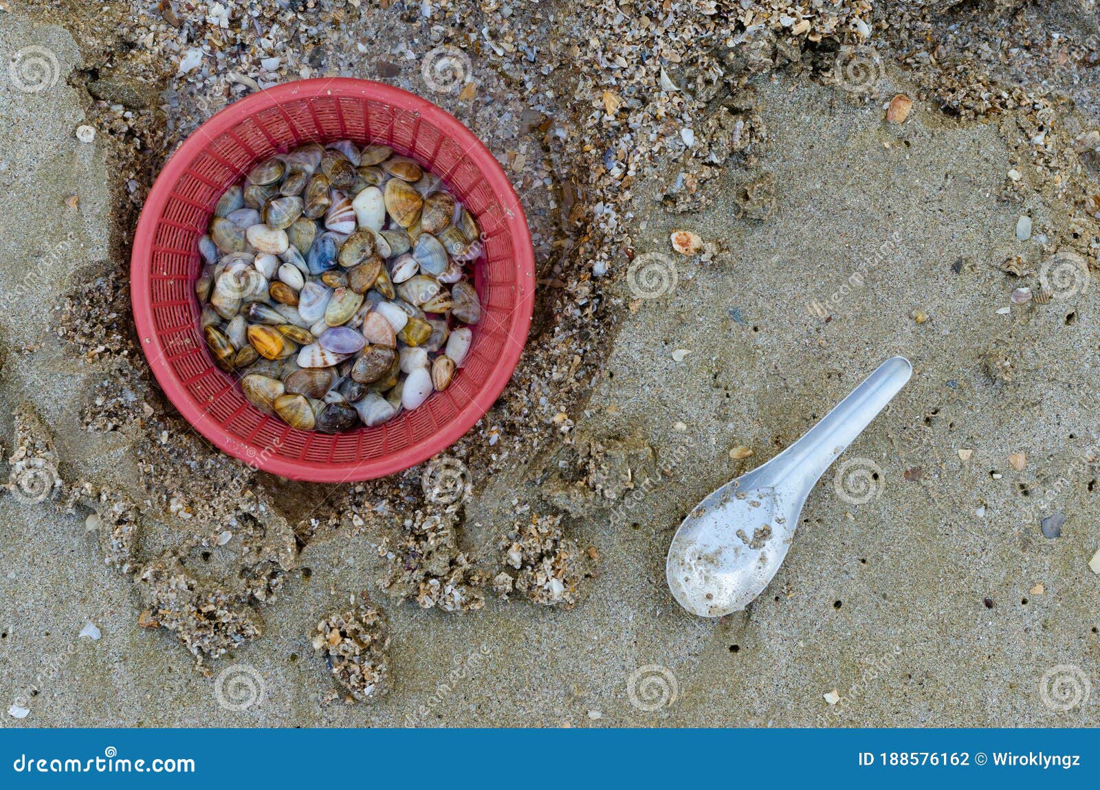 Fresh Wedge Shell or Scientific Name is Donax Vittatus from Digging in ...