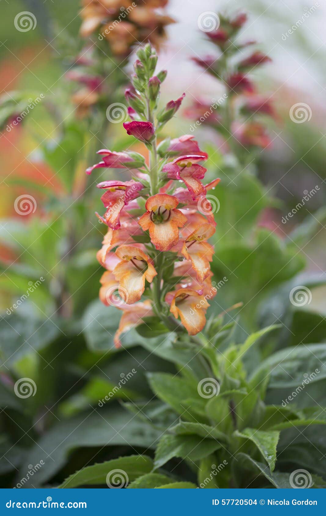 Digiplexis - Illumination Flame Stock Photo - Image of garden, flame ...