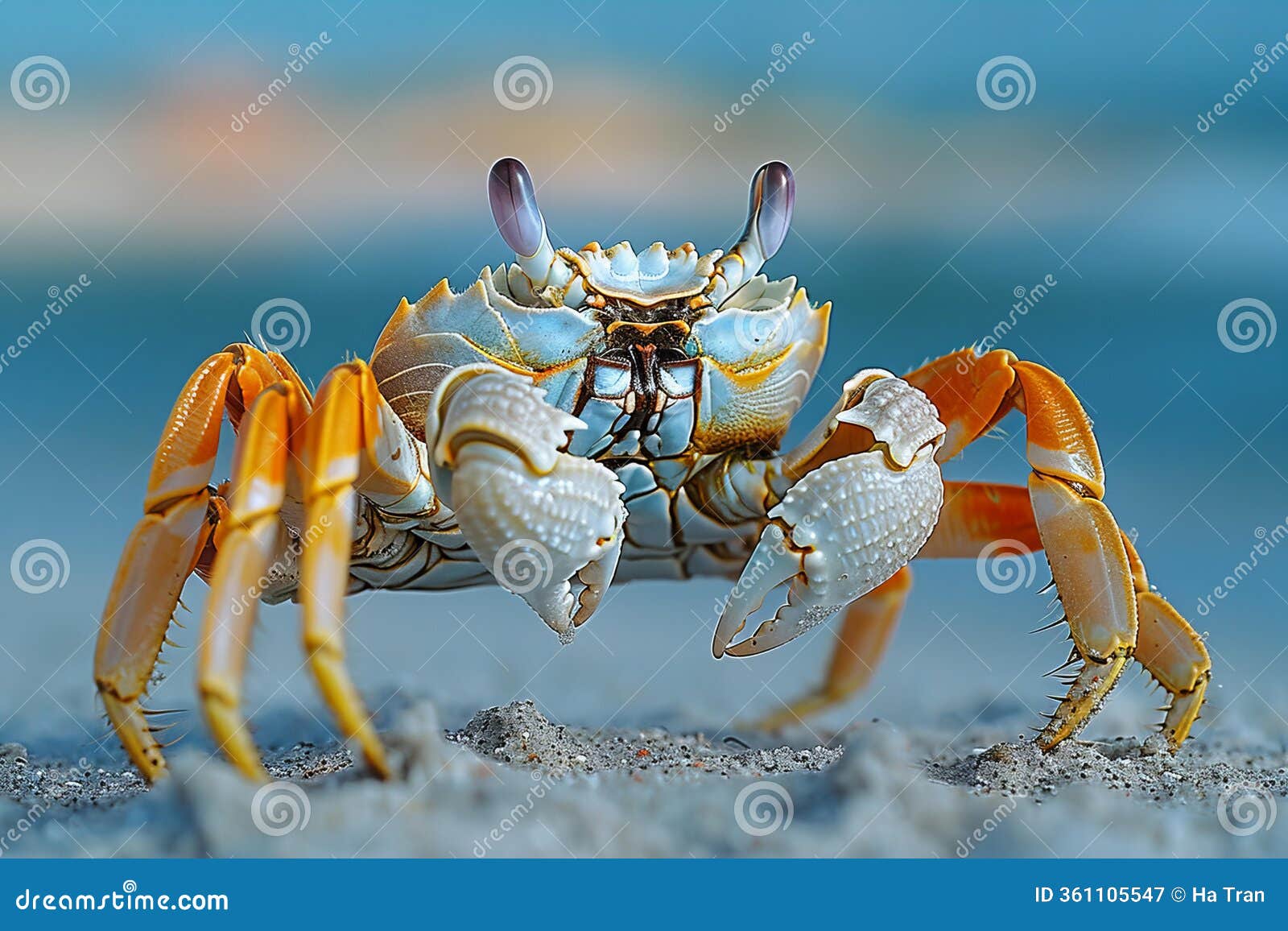 Digital Artwork of Crab in an Open Shell on the Beach, High Quality ...