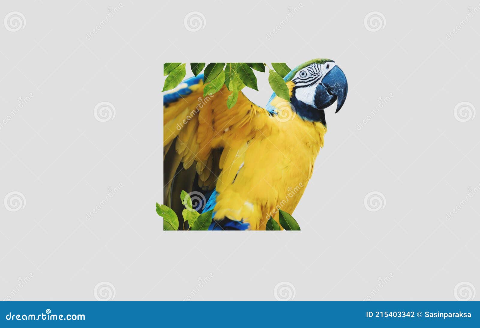 Digital Collage Modern Art. Macaw Parrot with Leaves, on White ...