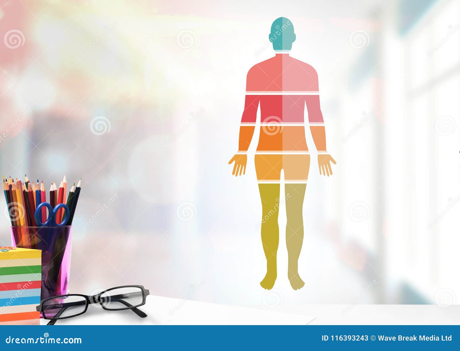 Colorful Human Body Sections and Educational Objects Stock Illustration ...