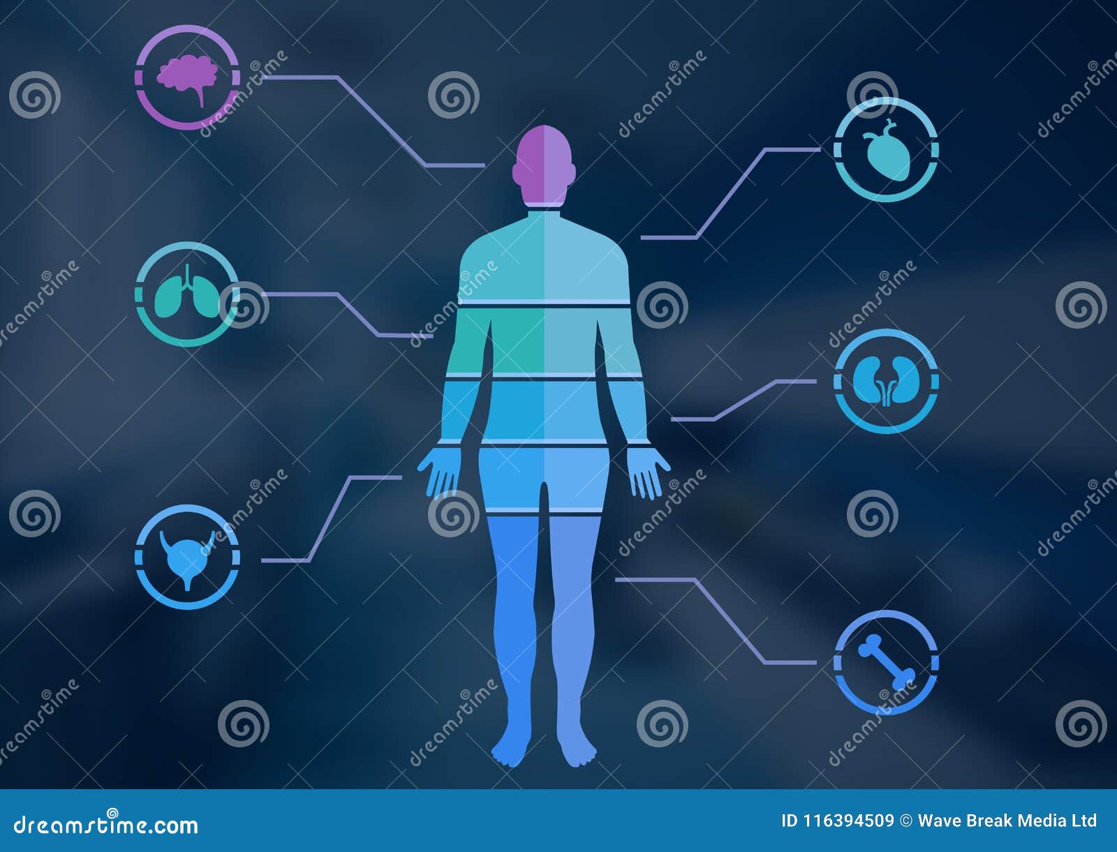 Human Body Chart and Blue Background Stock Image - Image of floor ...
