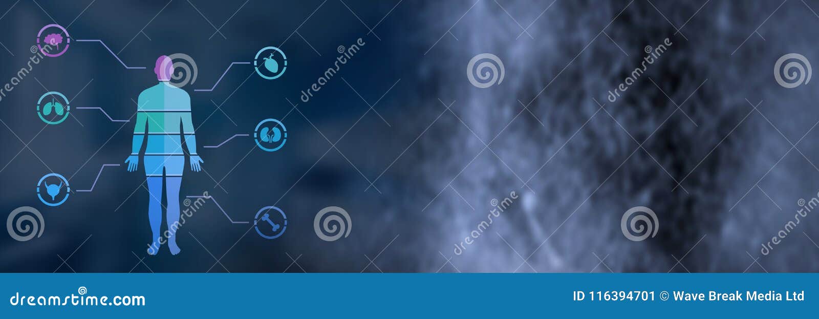 Human Body Chart and Blue Background and Transition Stock Image - Image ...