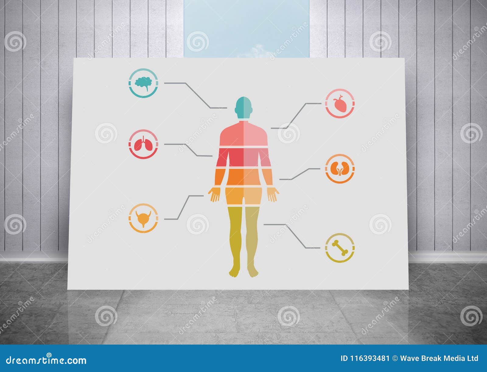 Human Body chart on card stock illustration. Illustration of page ...