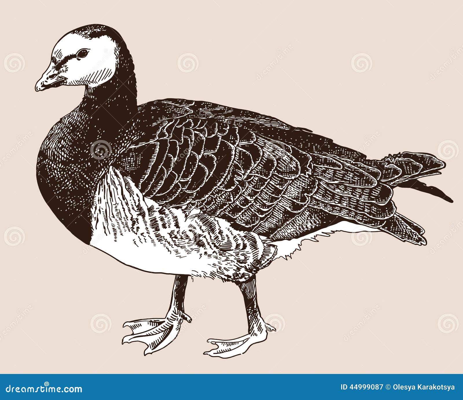 Barnacle Cartoons, Illustrations & Vector Stock Images - 793 Pictures ...