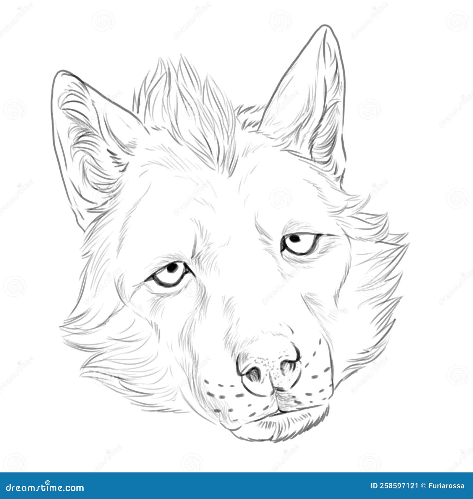 Sad Wolf Drawing
