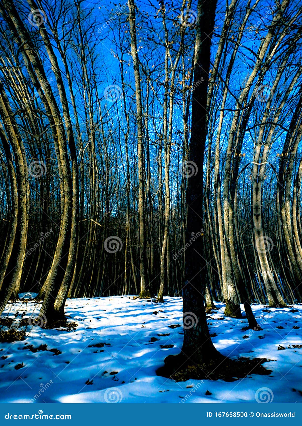 Digital Forest Abstract Art Background Trees Stock Photo - Image of ...