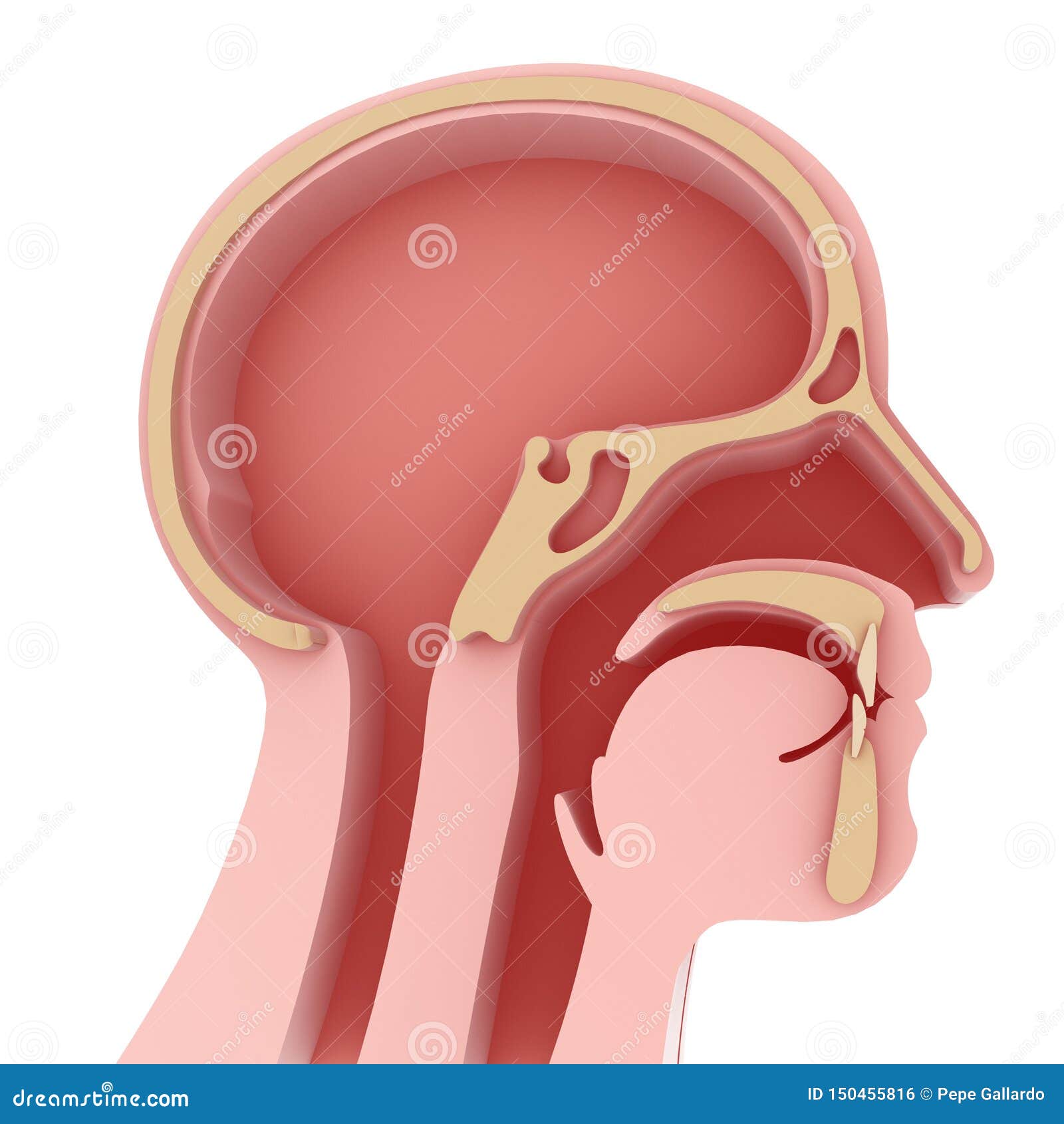 3D Illustration Empty Human Head, Sculpture Stock Illustration ...