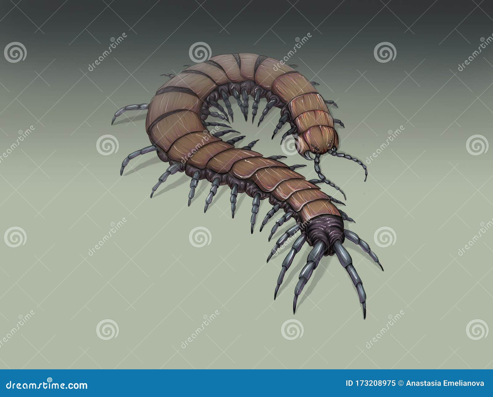 The fantasy centipede stock illustration. Illustration of brown - 173208975