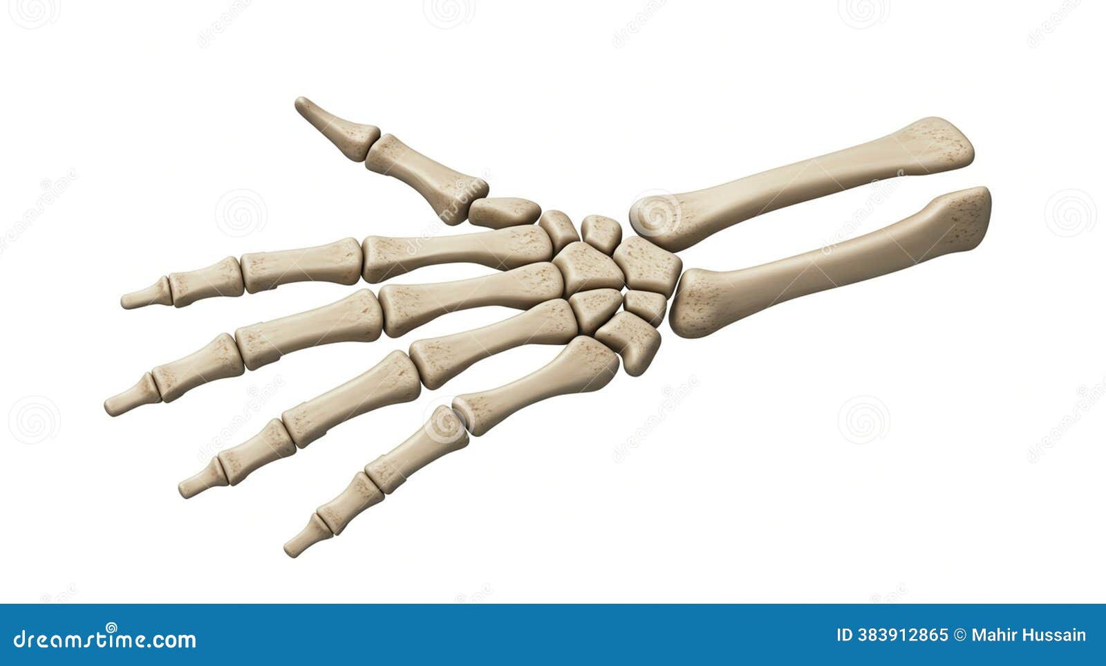 A Digital Illustration Of A Human Hand Skeleton, Presenting An Array Of ...