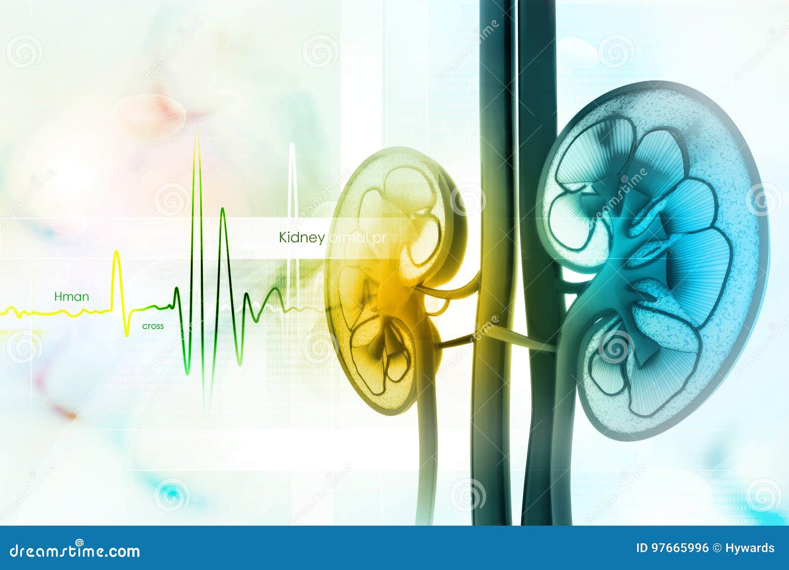 Human kidney cross section stock illustration. Illustration of diagram ...