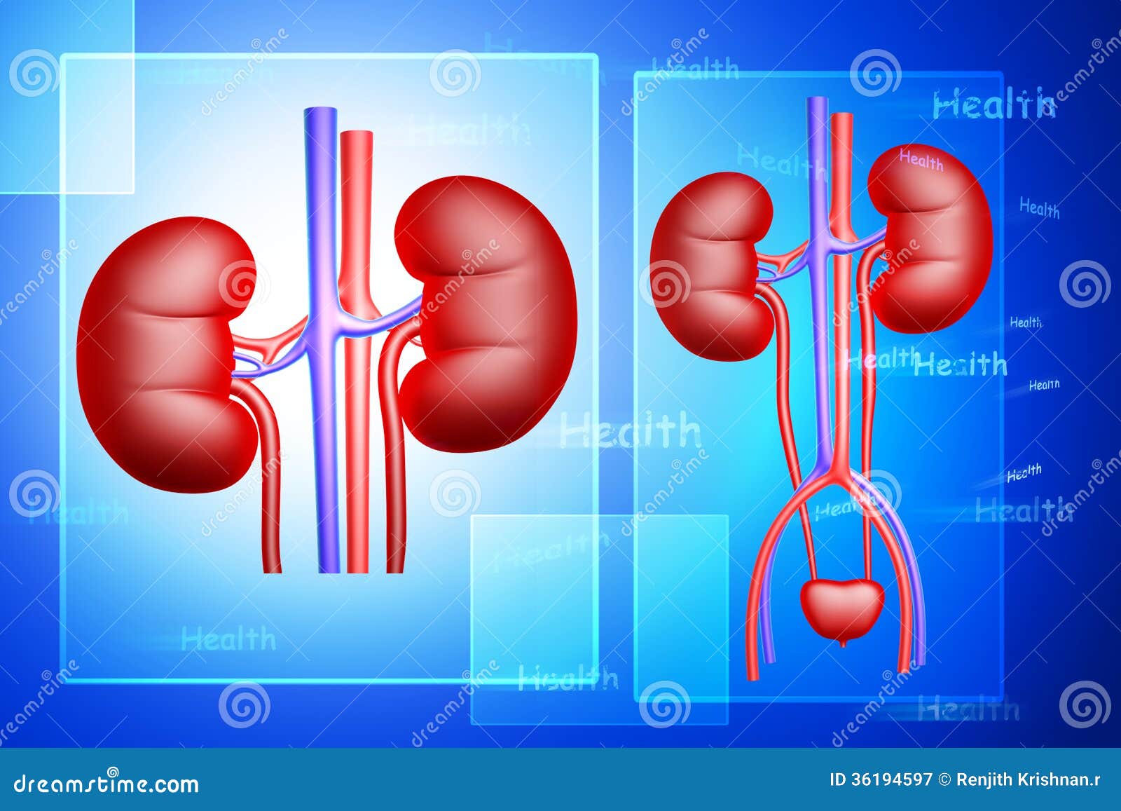 Digital Kidney Stock Illustrations – 1,357 Digital Kidney Stock ...