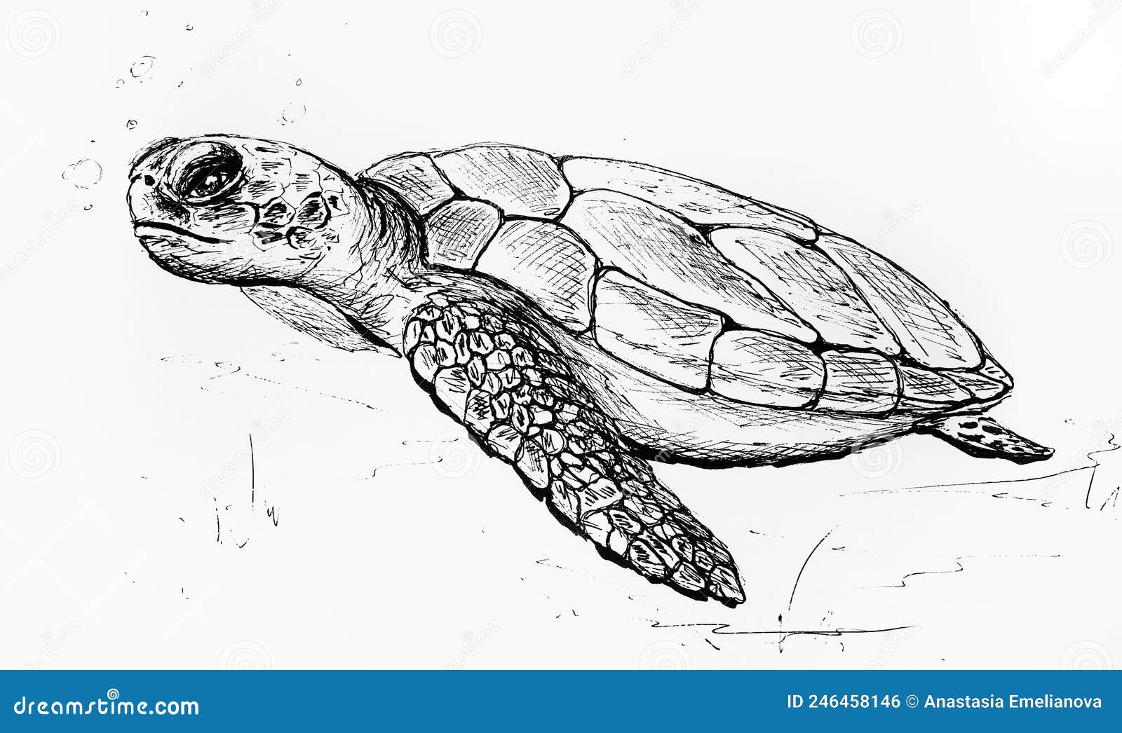 Ink drawing of the turtle stock illustration. Illustration of white ...
