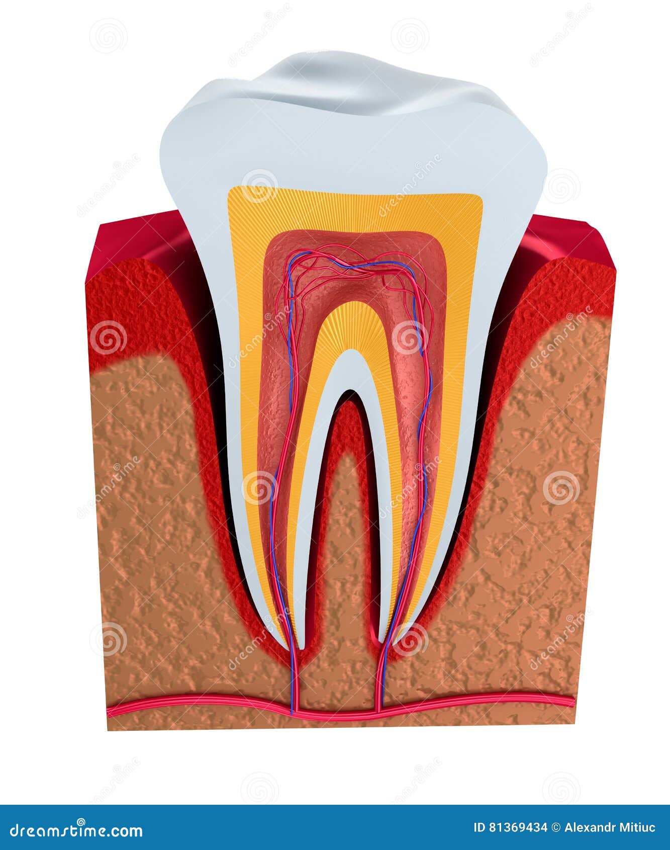 Digital Illustration of Teeth Cross Section Stock Illustration ...