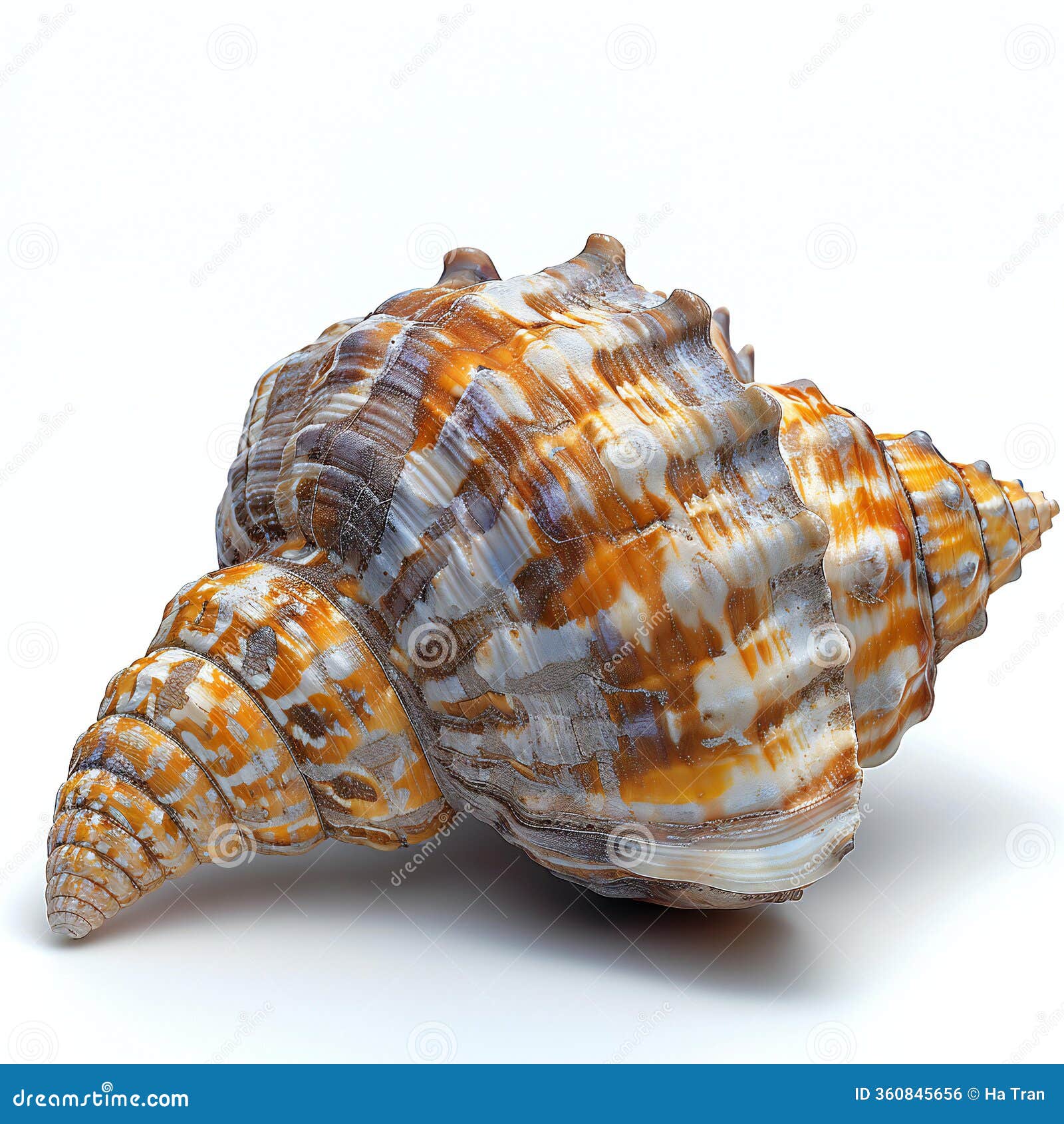 Digital Image Of Peacock Whelk Seashell , Isolated On White Background ...