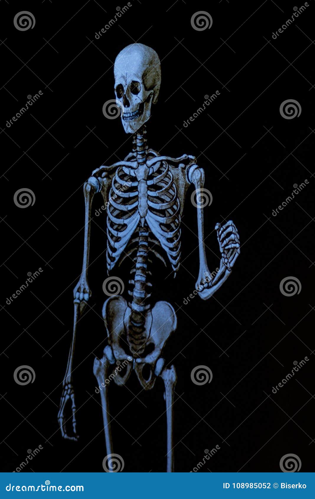 Digital Projection of Skeleton Stock Photo - Image of ribs, skeleton ...