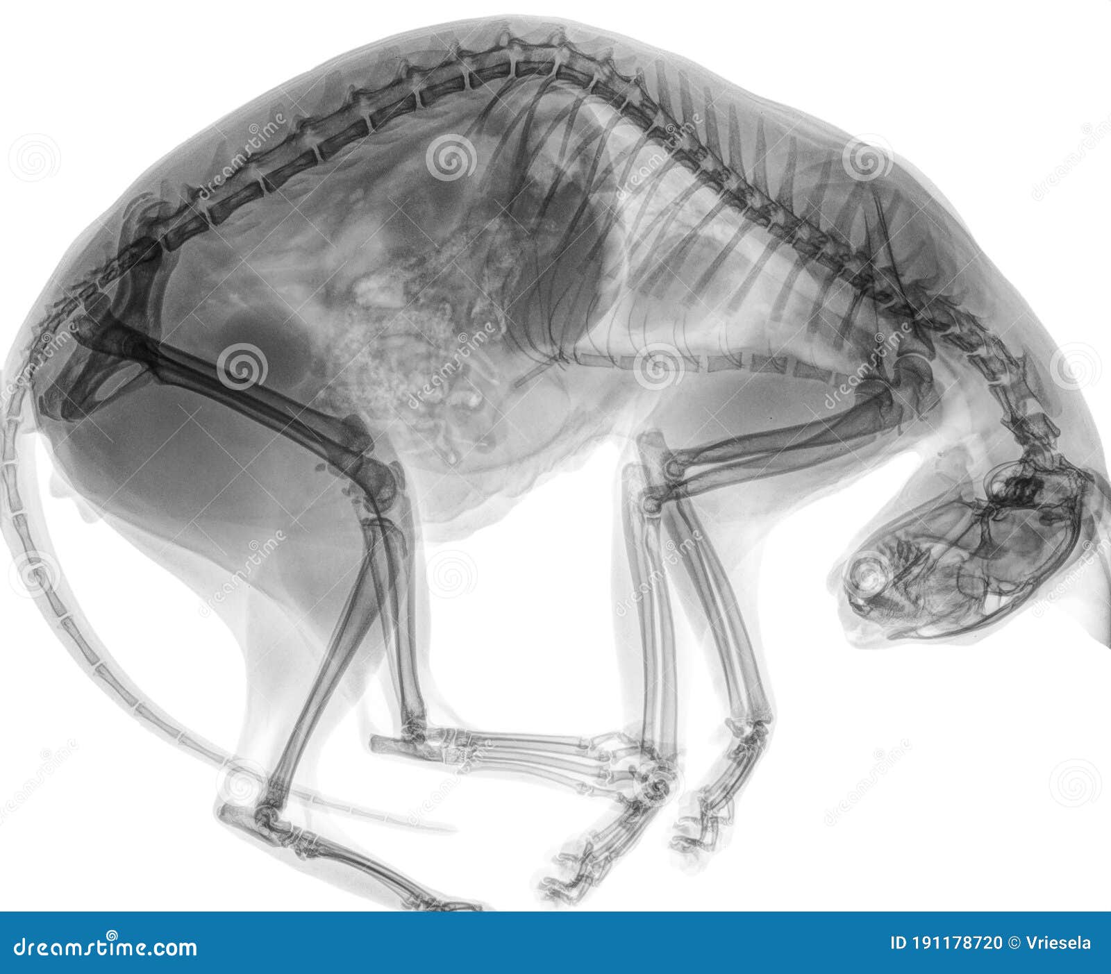 Digital X-ray of a Cat in Side View with Curved Back Stock Photo ...