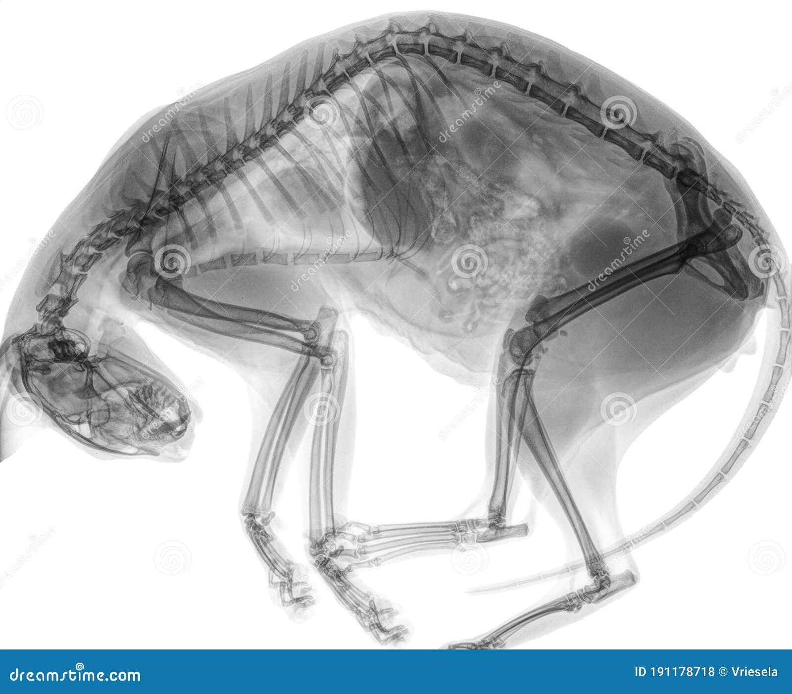 Digital X-ray of a Cat in Side View with Curved Back Stock Photo ...