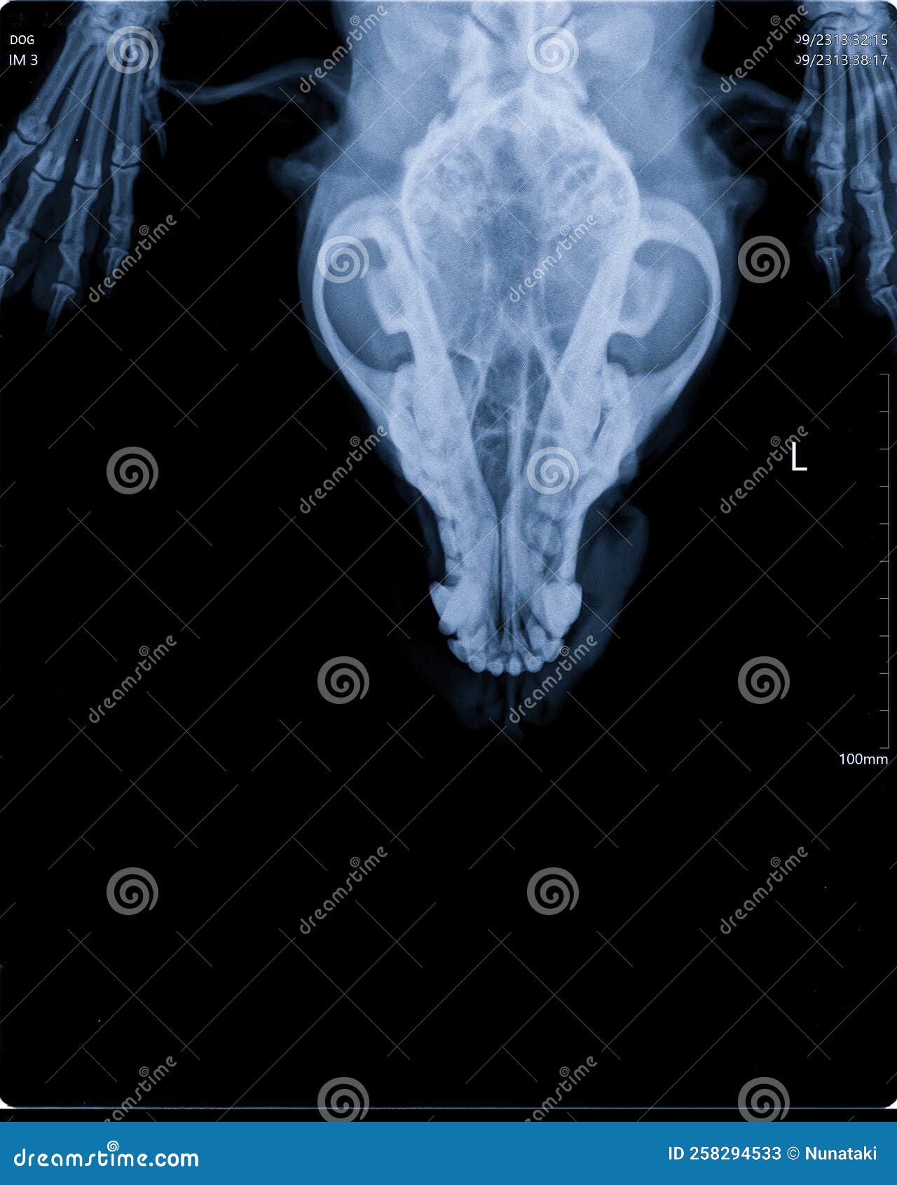 Digital X-ray Image of Dog Head and Paws without Deviations from Norm ...