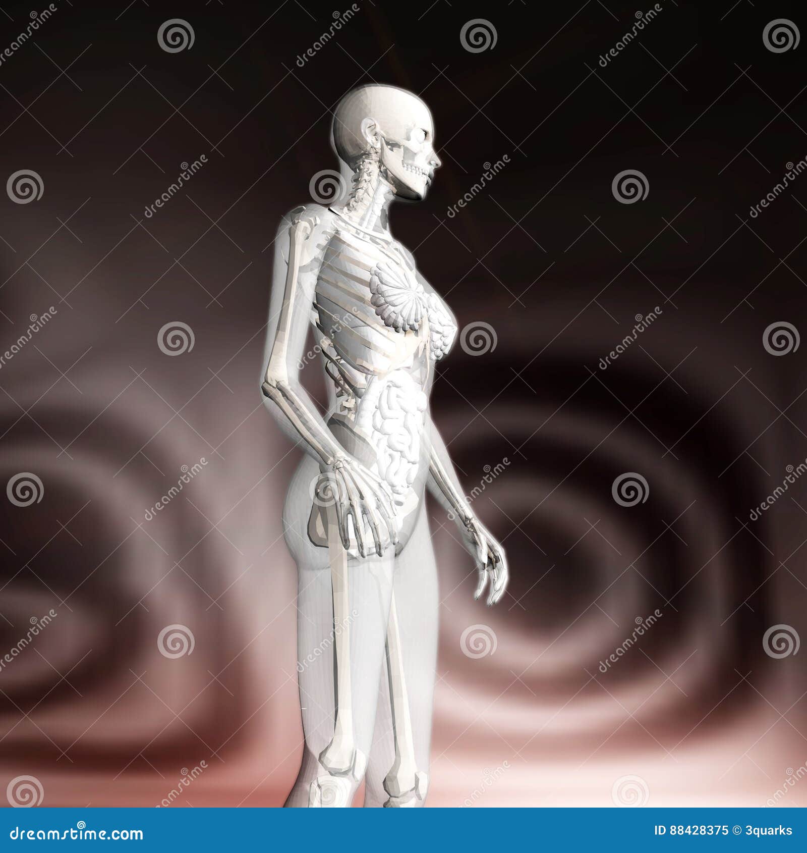 Digital Rendering of the Female Human Anatomy Stock Illustration ...