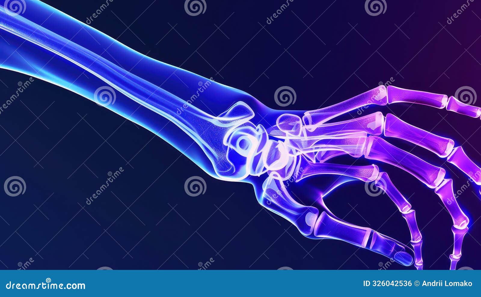 Digital Rendering of a Human Hand and Forearm Skeleton Stock ...