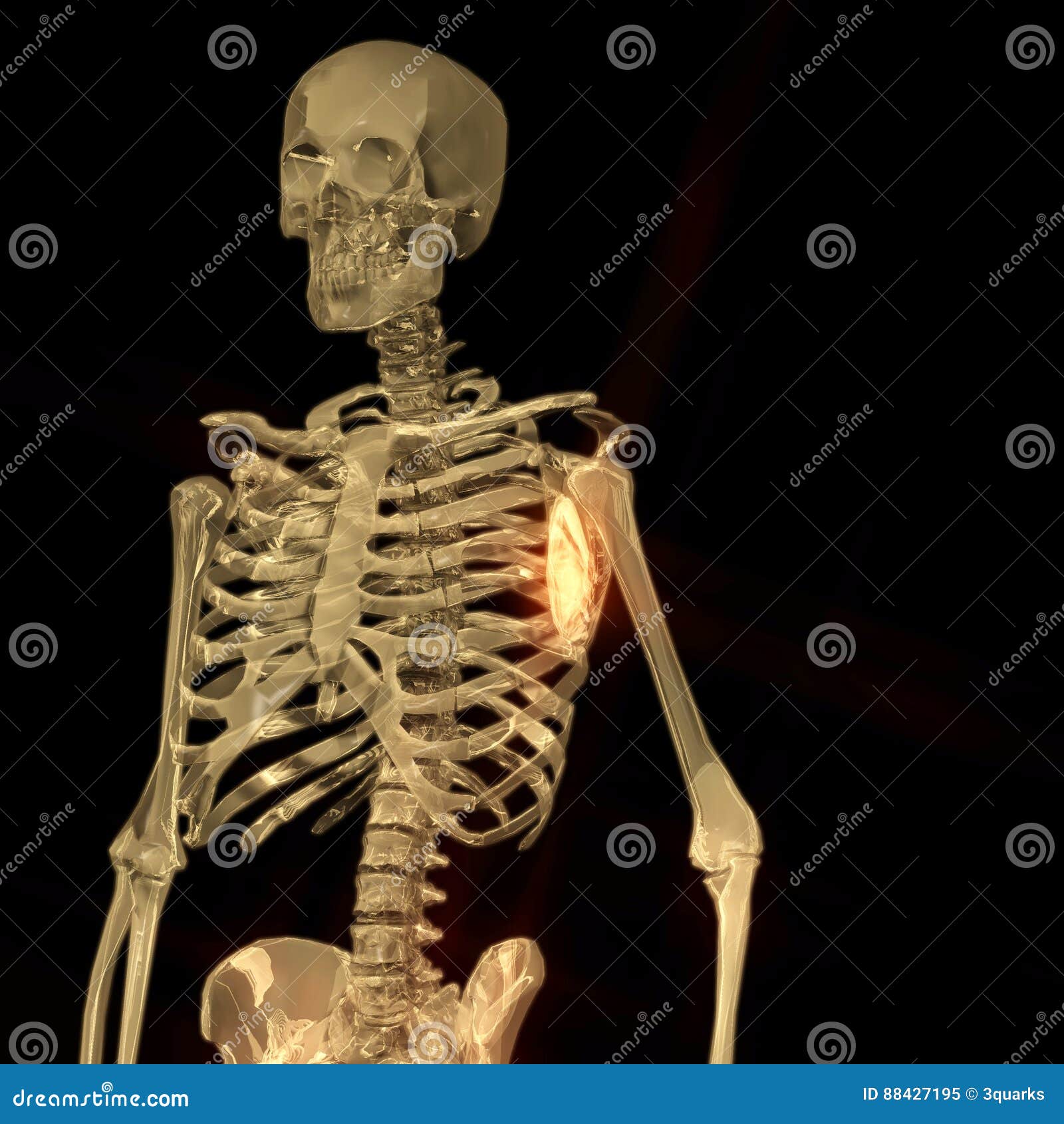 Digital Rendering of a Human Skeleton Stock Illustration - Illustration ...