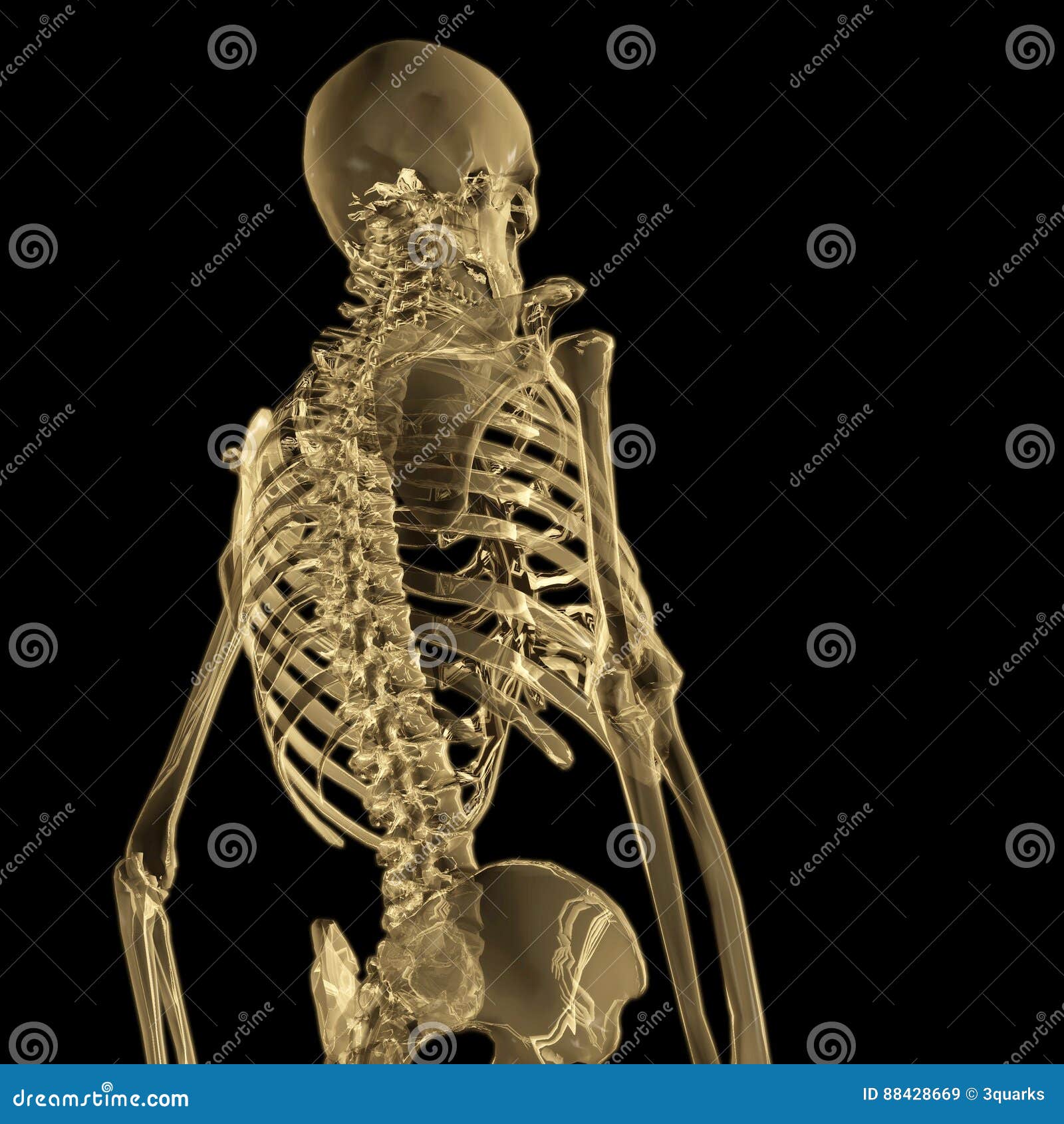 Digital Rendering of a Human Skeleton Stock Illustration - Illustration ...