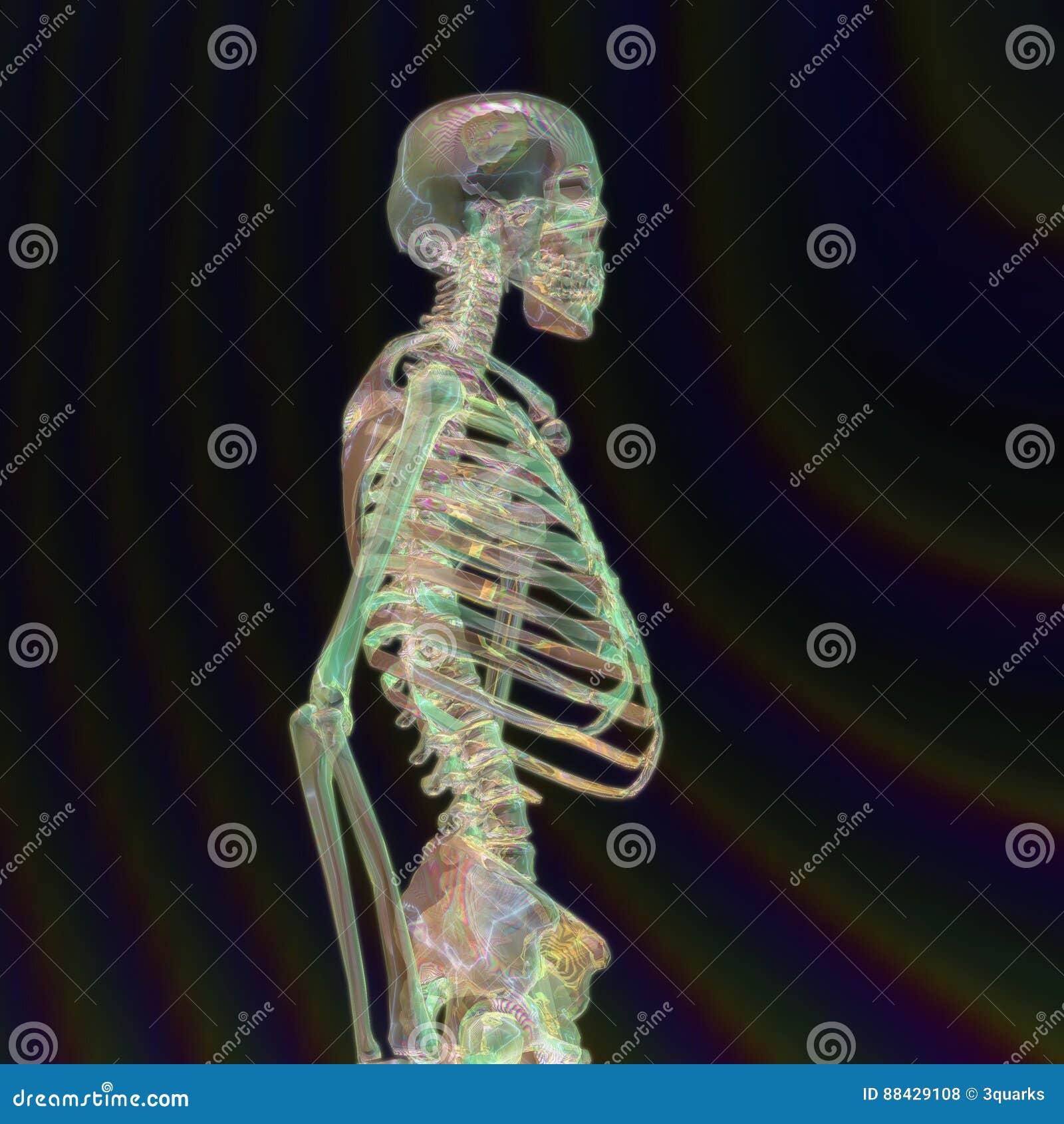 Digital Rendering of a Human Skeleton Stock Illustration - Illustration ...