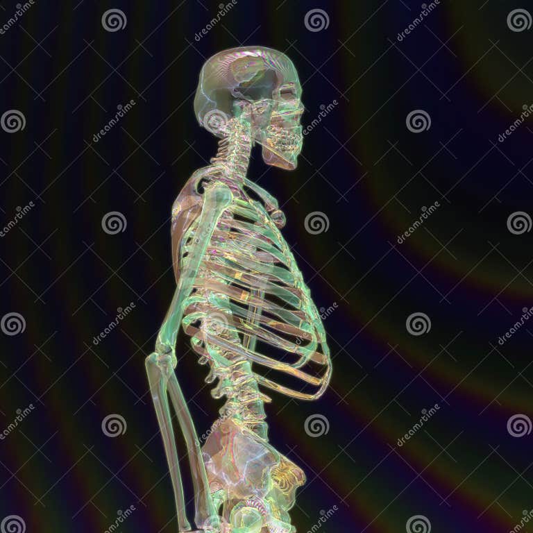 Digital Rendering of a Human Skeleton Stock Illustration - Illustration ...