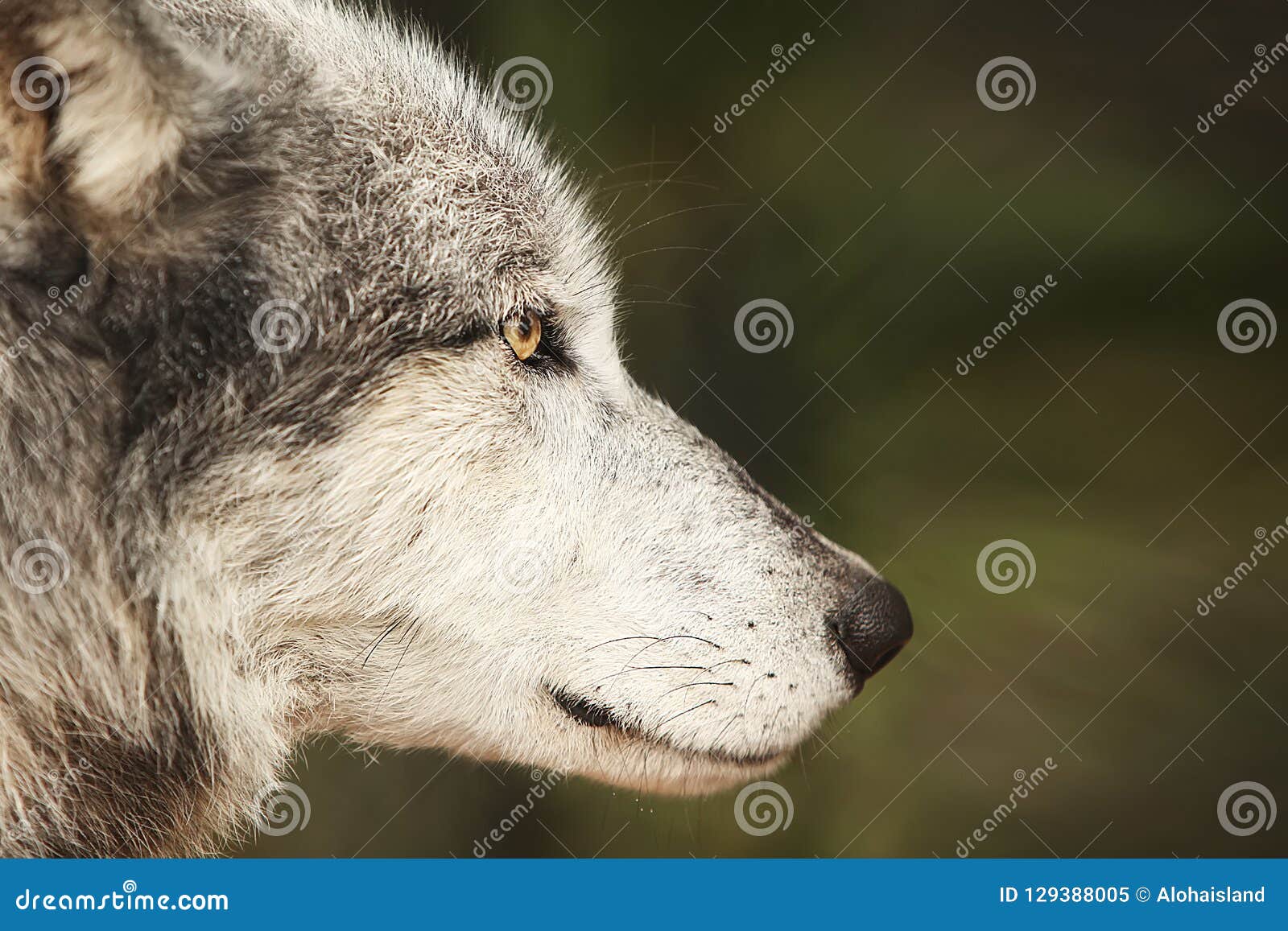 Digitalfotografie-Hintergrund Von Grey Wolf Profile Stockbild - Bild ...