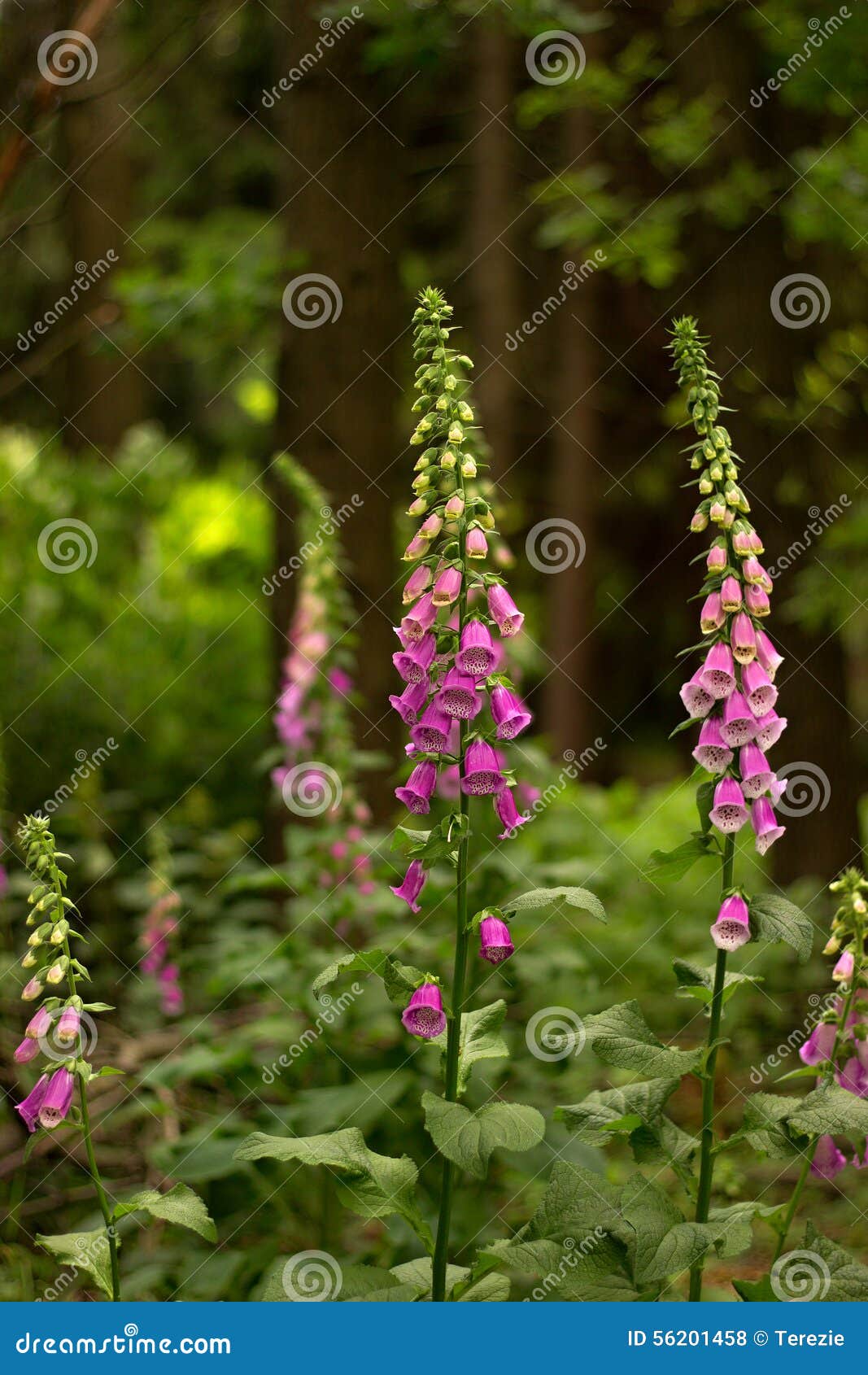 Digitalis stock photo. Image of digitalis, foxglove, botany - 56201458