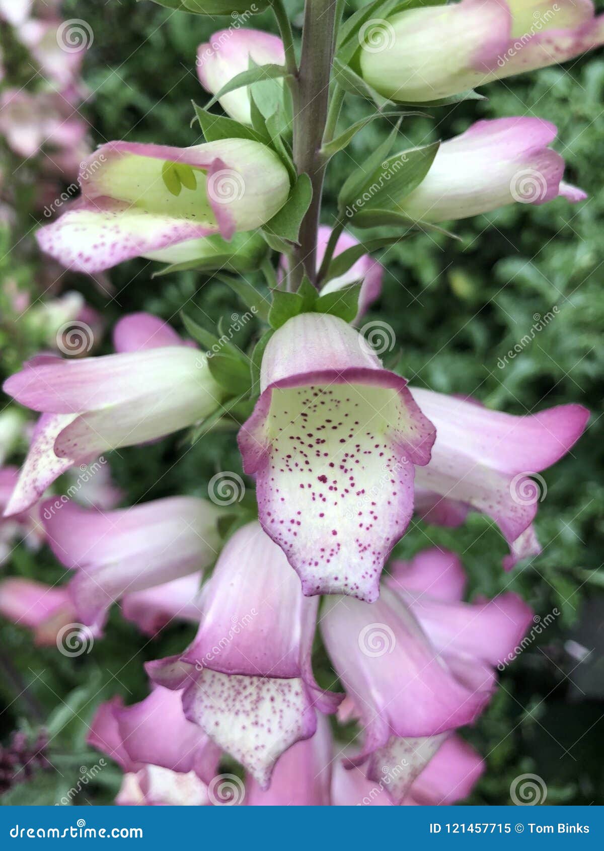 Digitalis stock image. Image of illumination, foxglove - 121457715