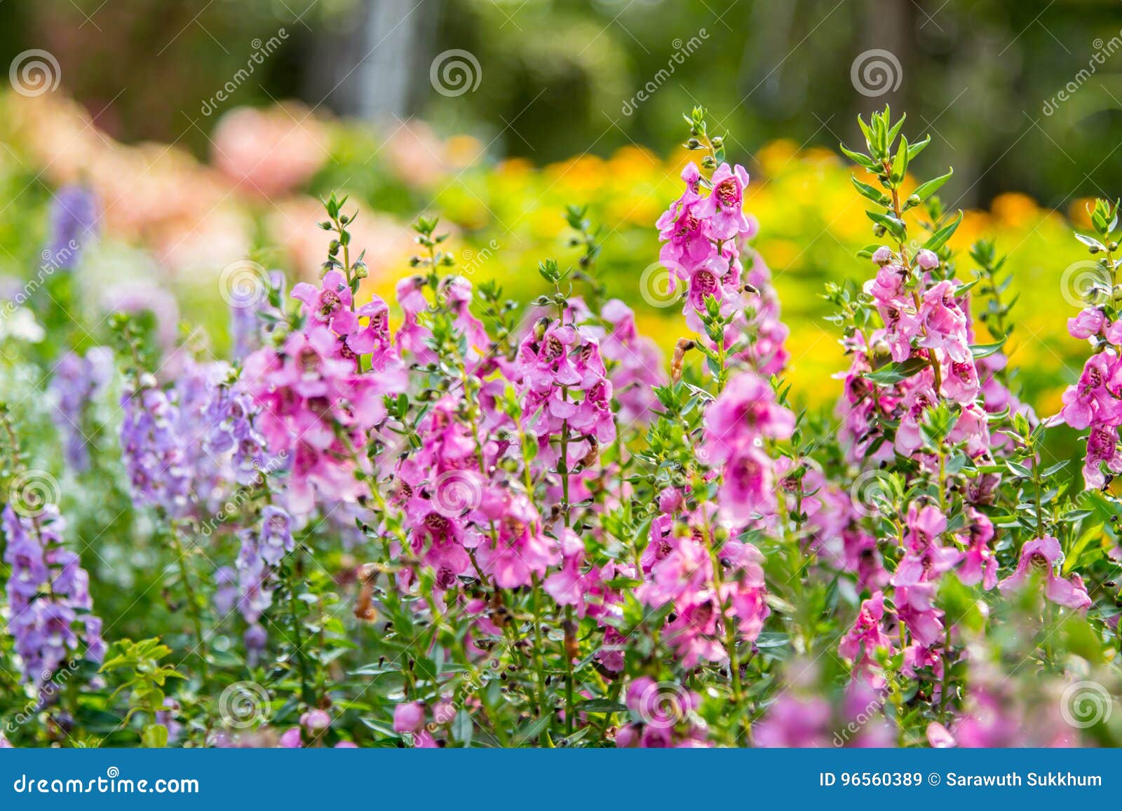 Digitalis Flower Foxglove in the Garden Stock Image - Image of straight ...