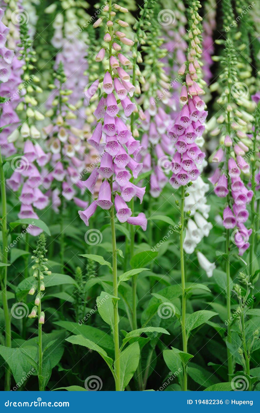 Digitalis flower Plant stock photo. Image of background - 19482236