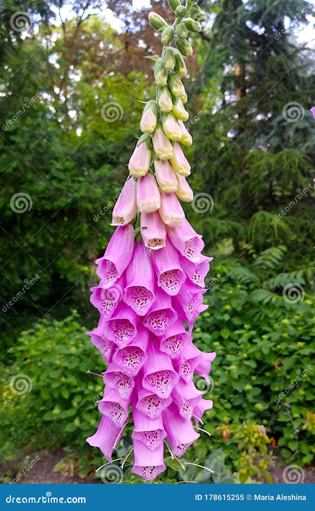 Digitalis Flowering Garden Plant Stock Image - Image of garden, spring ...