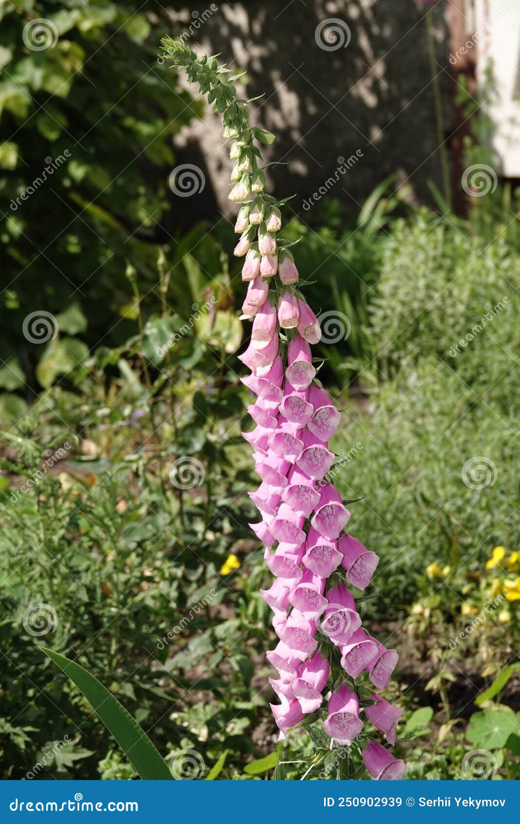 Digitalis flowers stock image. Image of green, fragrant - 250902939