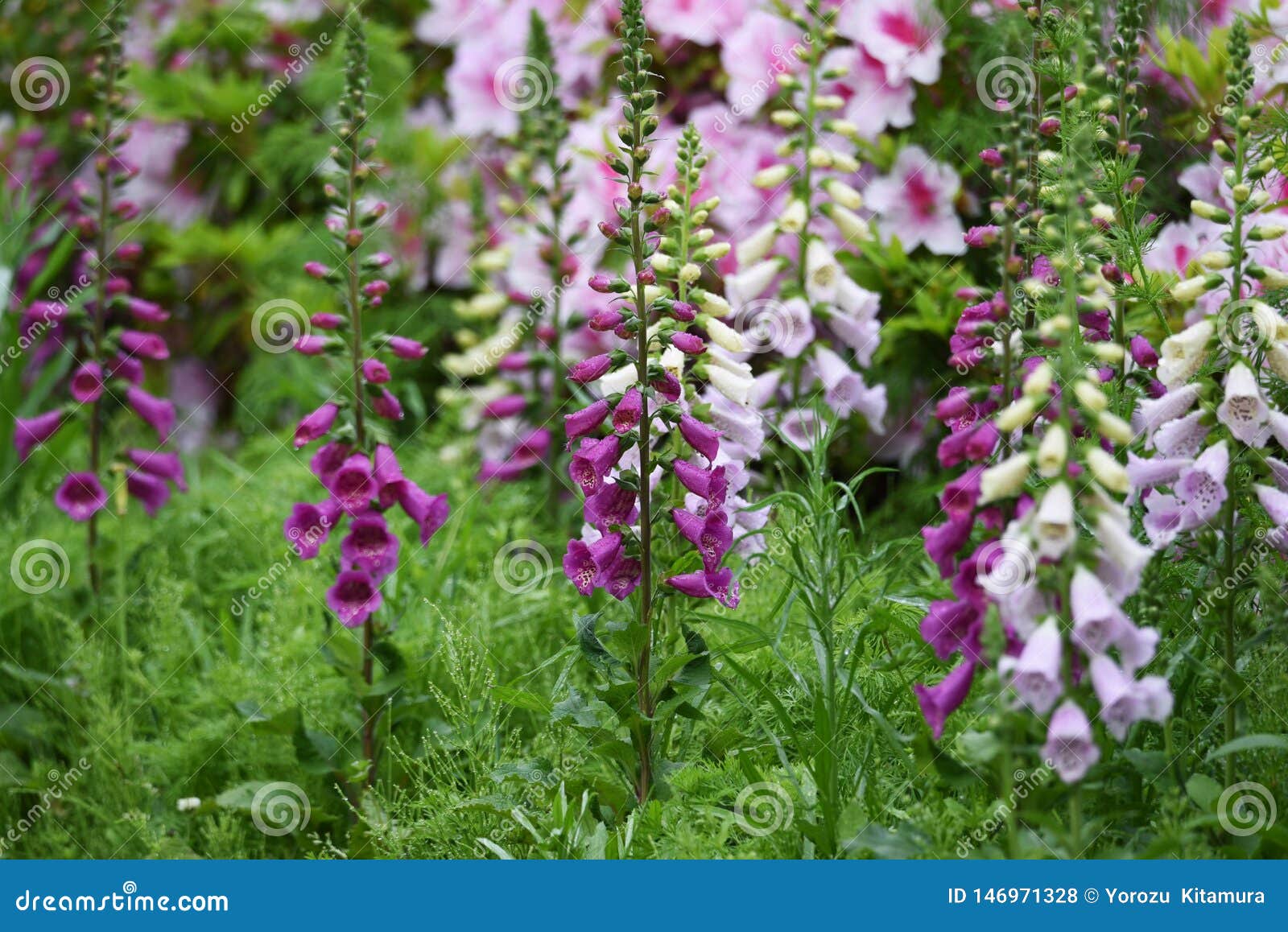 Digitalis flowers stock photo. Image of beauty, bloom - 146971328