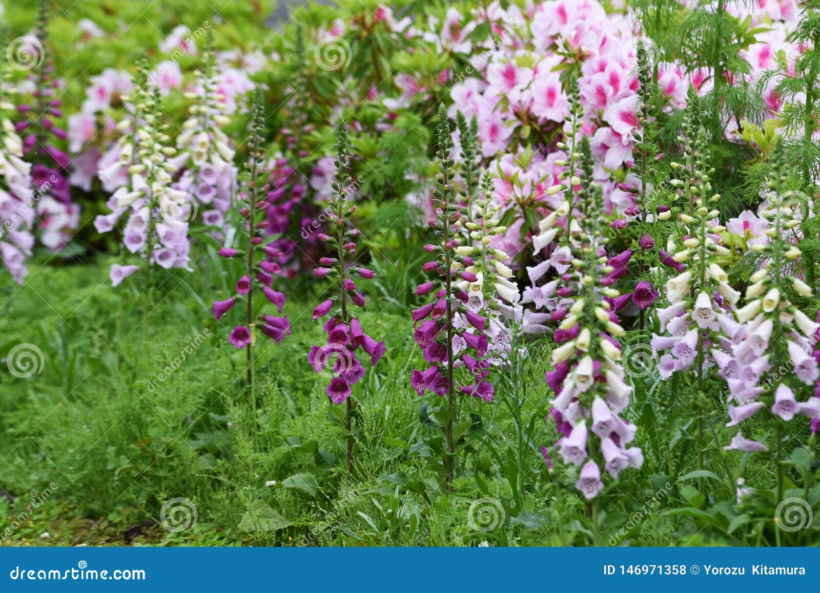 Digitalis flowers stock photo. Image of close, heart - 146971358