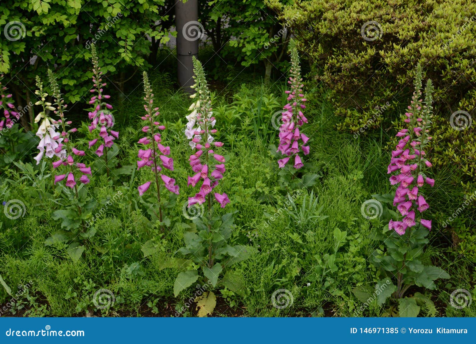 Digitalis flowers stock image. Image of green, japan - 146971385