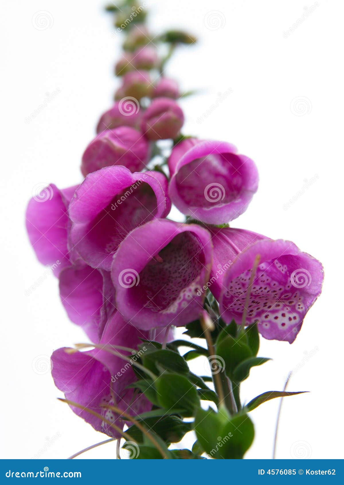 Digitalis grandiflora stock image. Image of herb, inside - 4576085