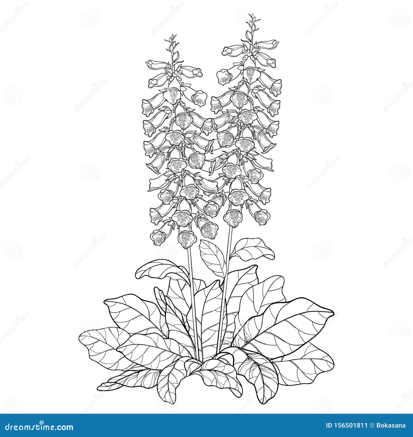 Vector Bush Of Outline Tropical Plant Colocasia Esculenta Or Or Taro ...