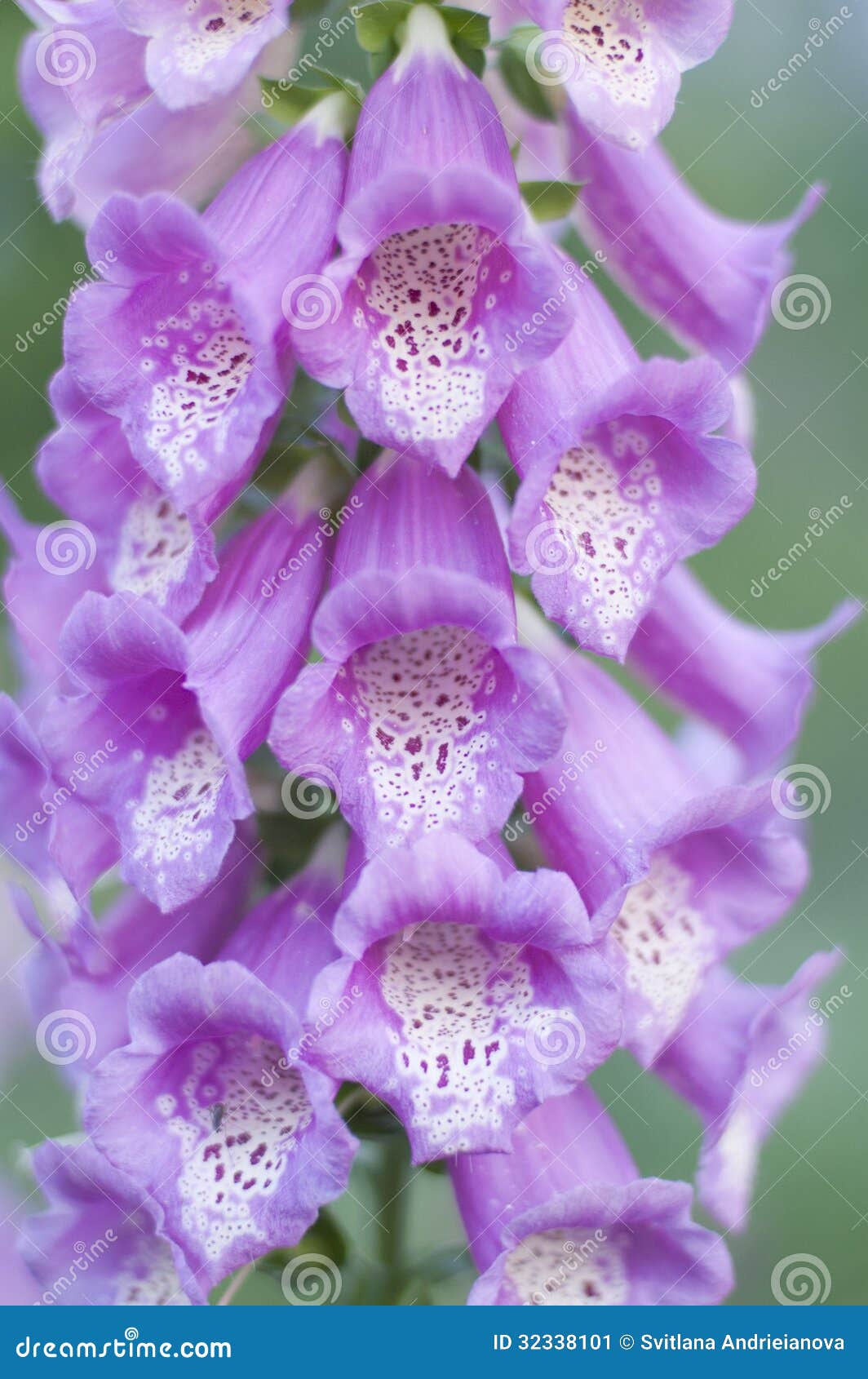 Digitalis stock image. Image of variety, lots, type, planting - 32338101